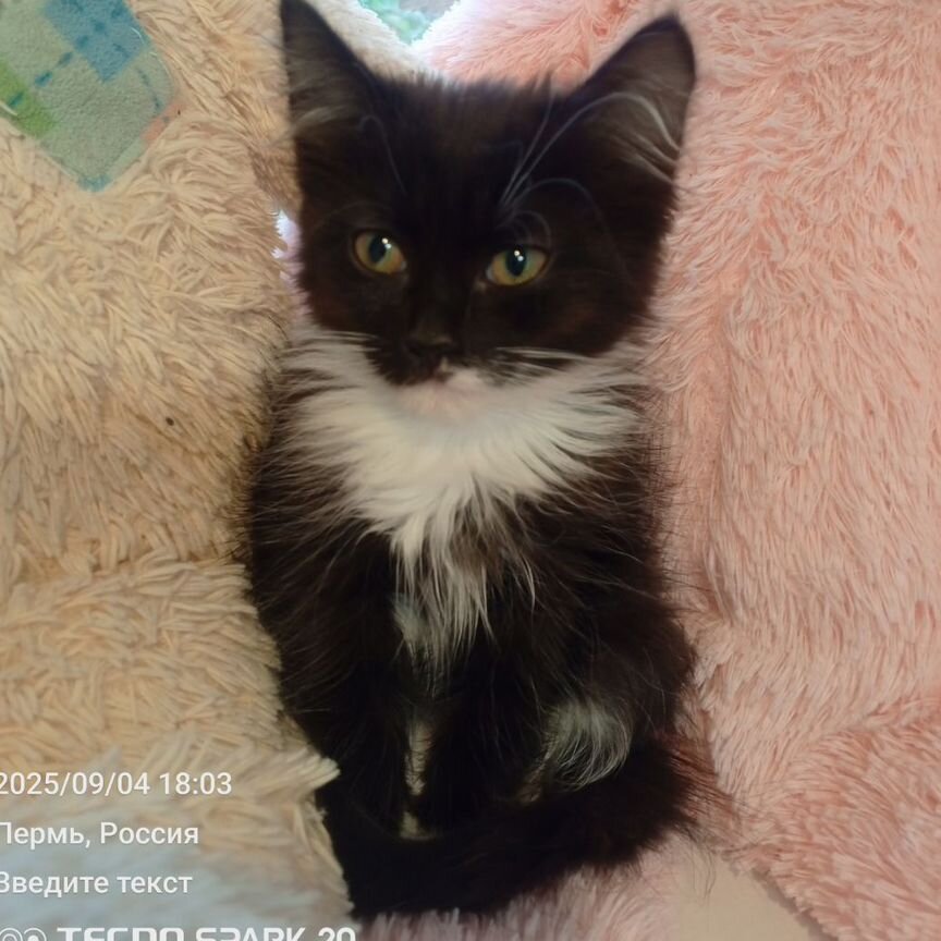 Котята