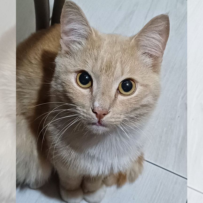 Отдам в добрые руки котика