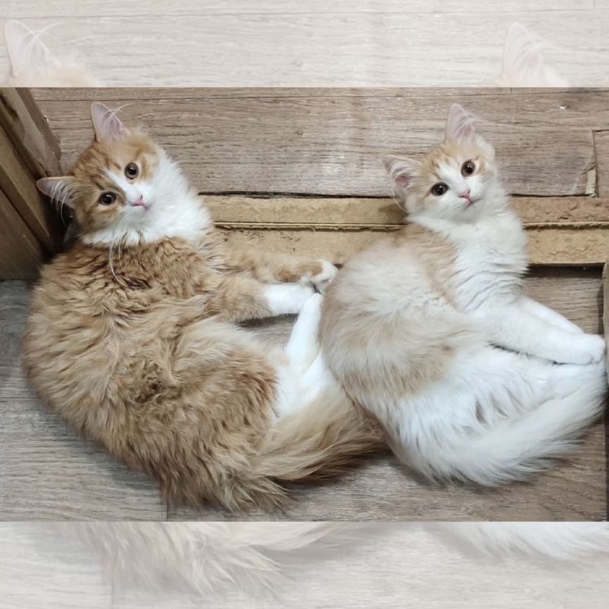 Взрослый кот в добрые руки