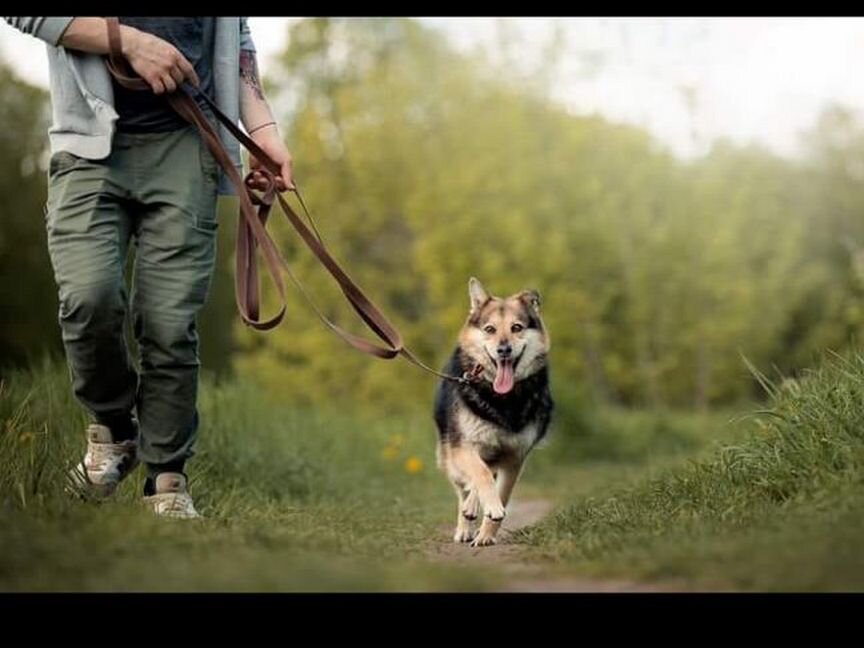 Отдам милую спокойную небольшую собаку Габи