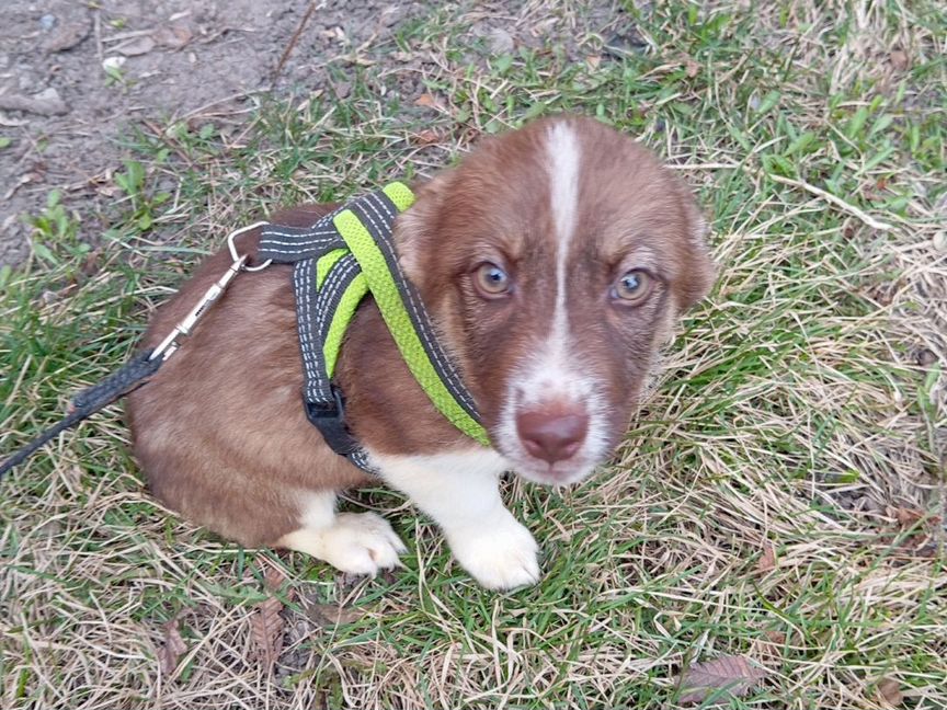 Щенок Федя 4 месяца ищет семью