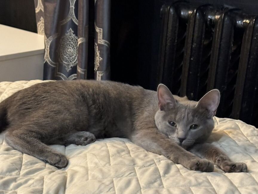 Кошка