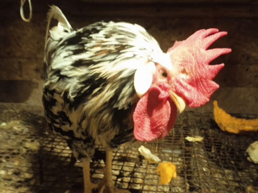 Петухи порода Легорн долматинец