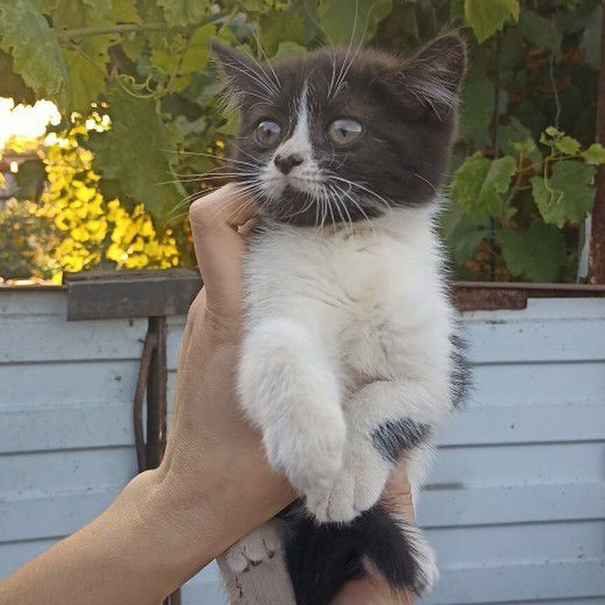 Котëнок маленький