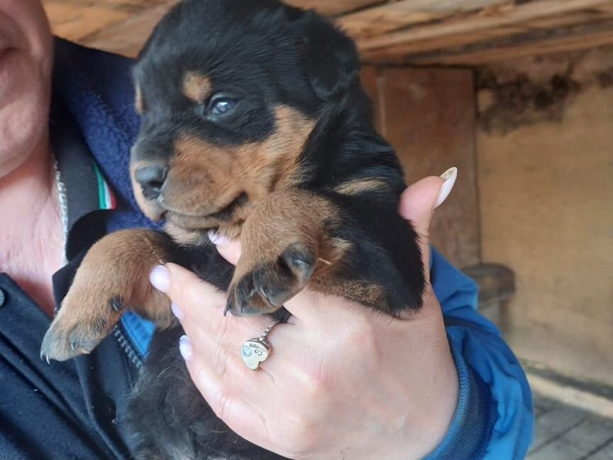 Щенки ротвейлера