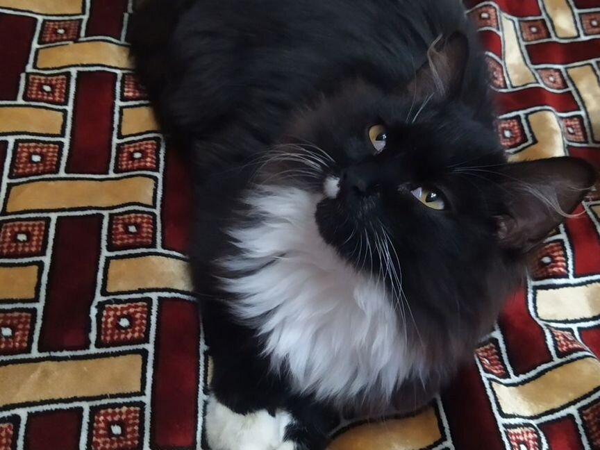 Молодая кошечка ищет дом