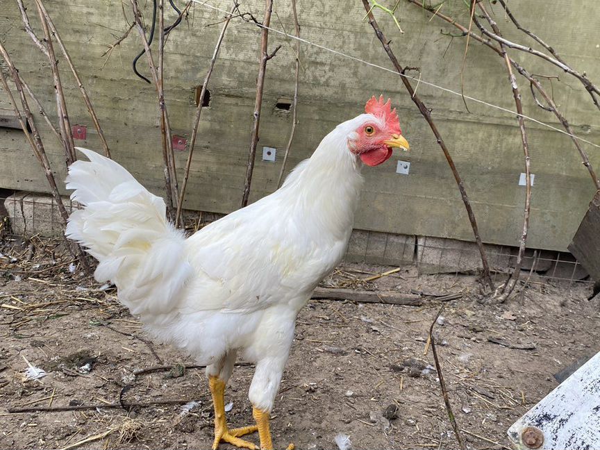 Мододые петухи