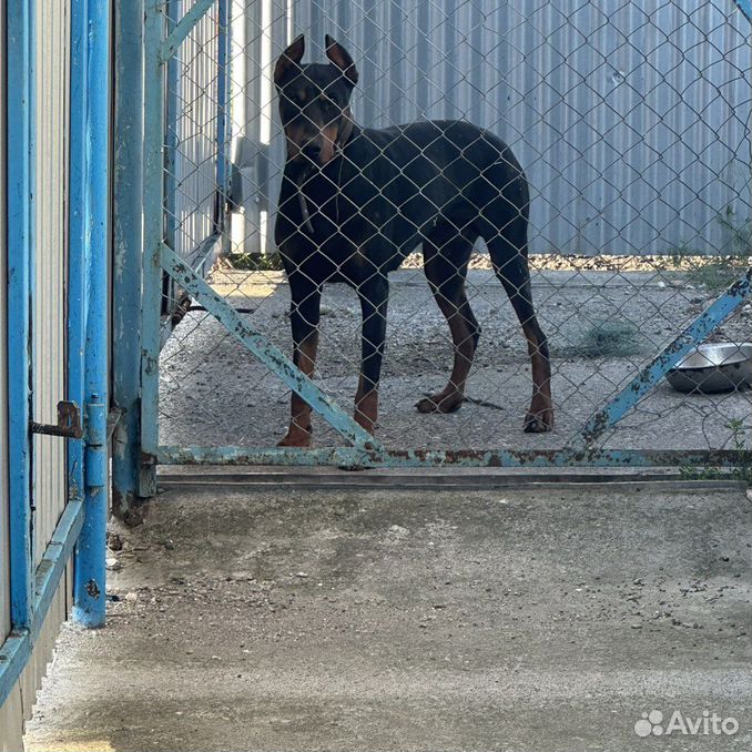 Доберман на случку