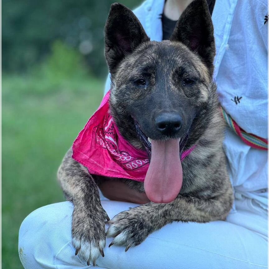 Красивая собака Халва в поиске дома