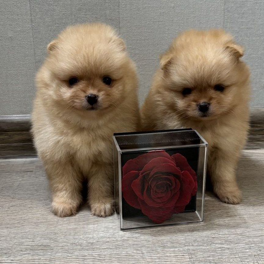 Померанский шпиц, щенок