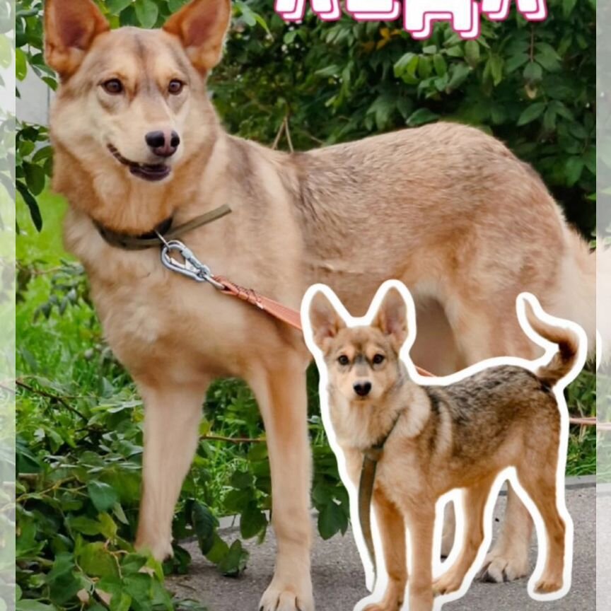 Взрослая собака в добрые руки