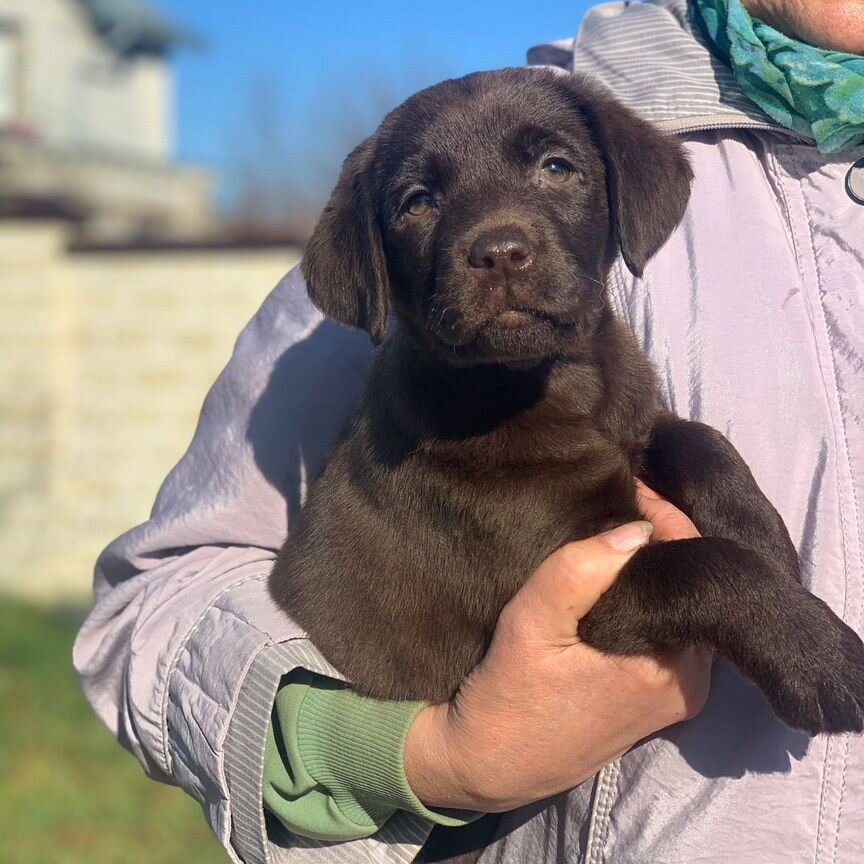 Шоколадные лабрадоры ждут владельцев