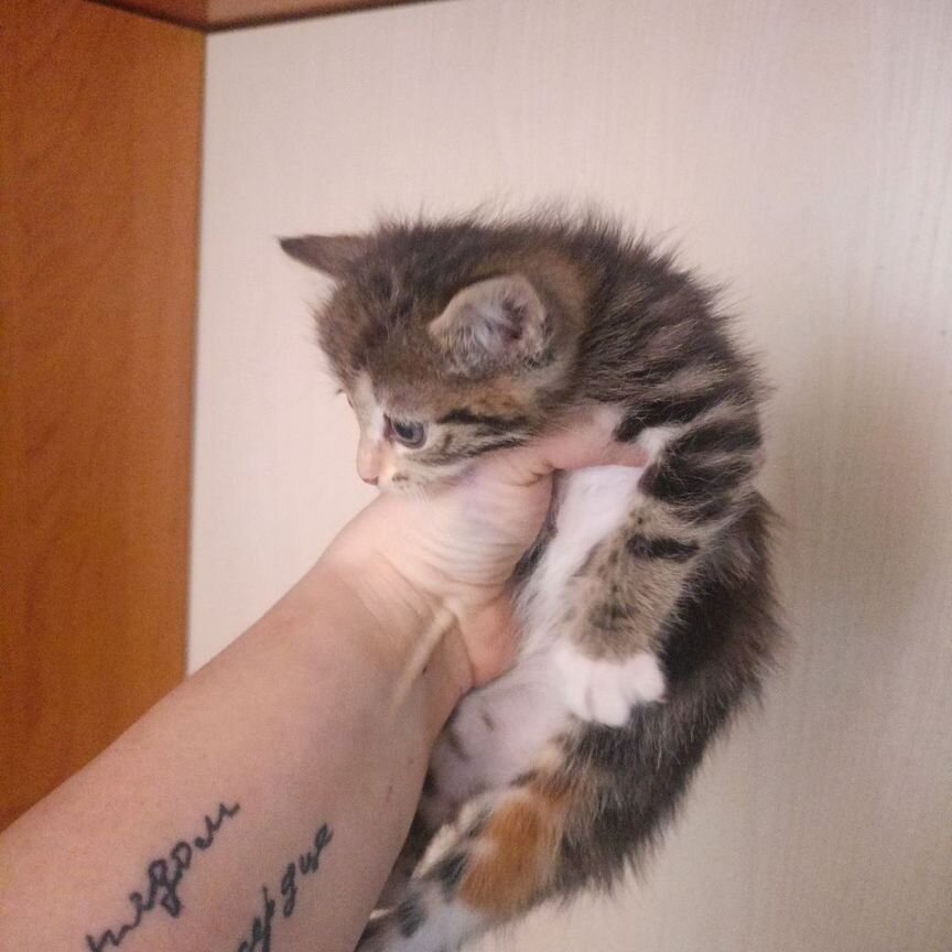 Котята девочки