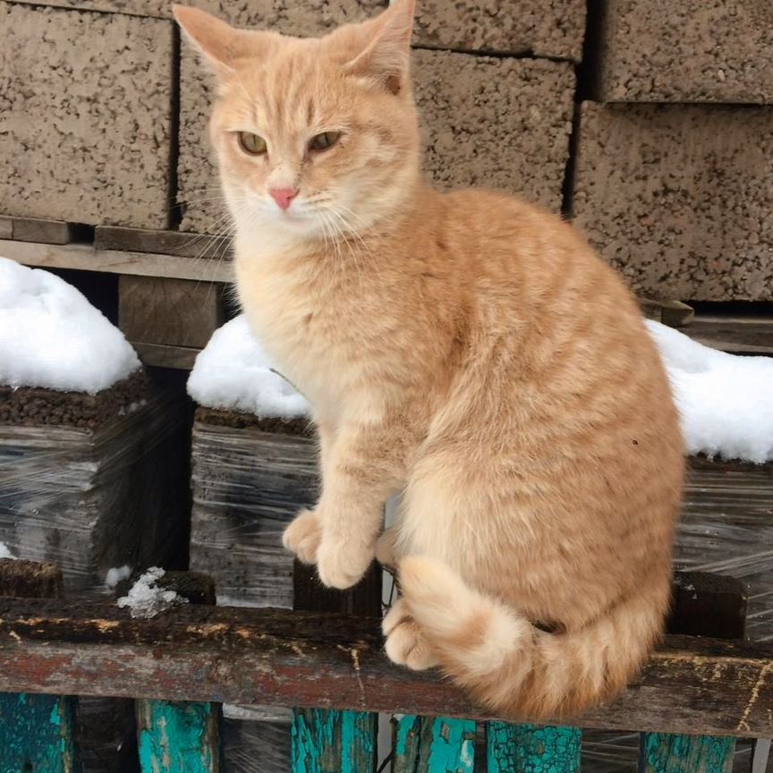 Ищет дом и любящих родителей