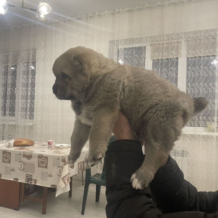 Щенки алабая