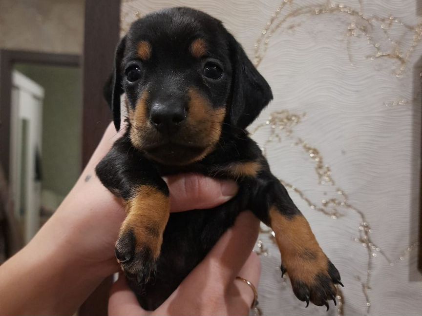 Таксята просто чудо