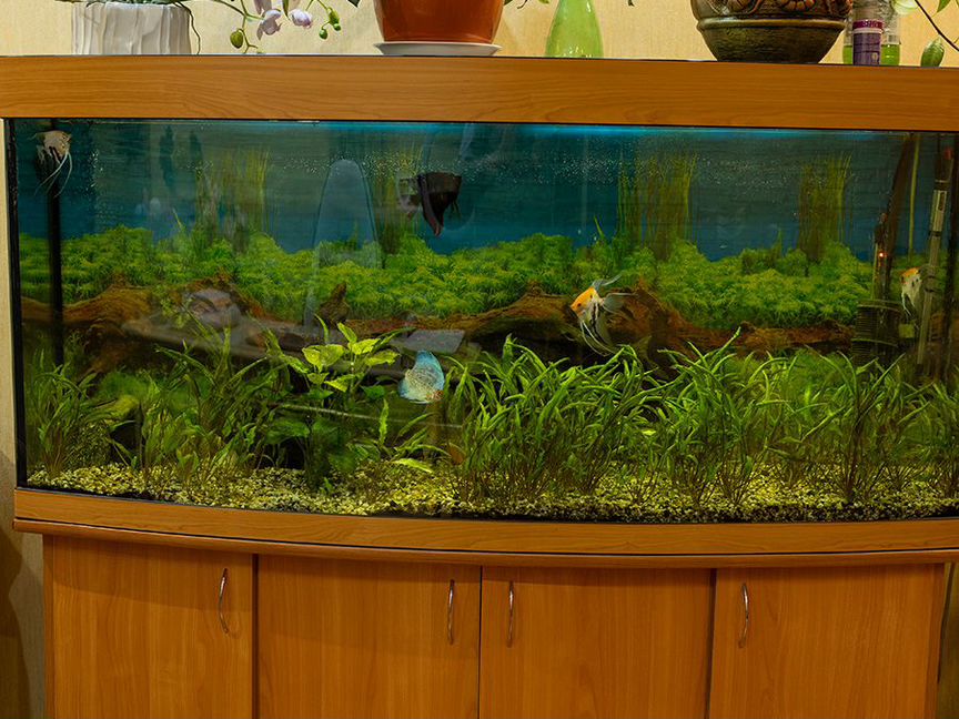 Аквариум панорамный 600 л с тумбой, внешним фильтр