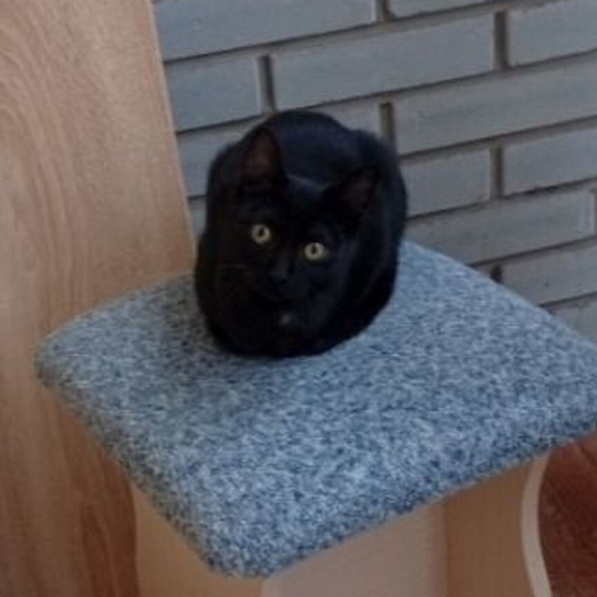 Сибирский котёнок