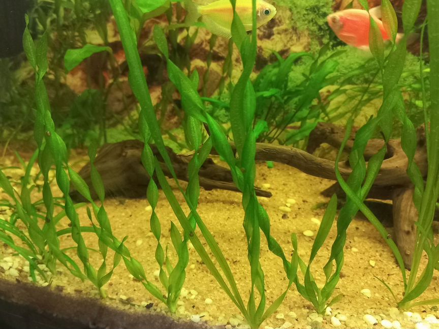 Валиснерия Спиральная Водоросли