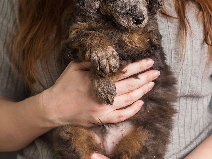 Пудель мраморный