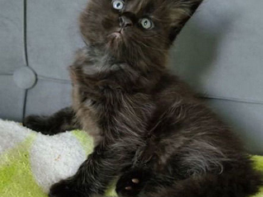 Шикарная детвора больших рысяток