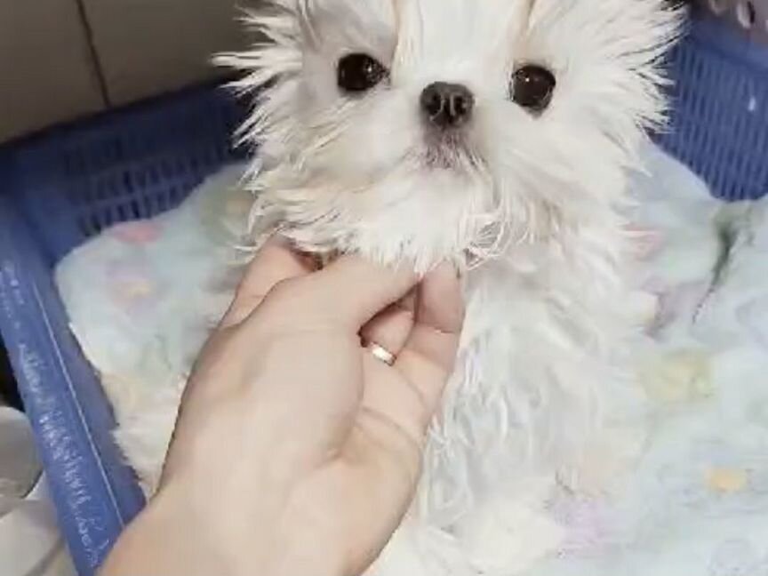 Мини мальтезе для разведения из Кореи