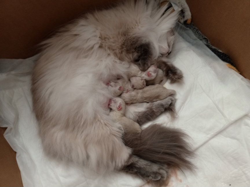 Котята Невские маскарадные