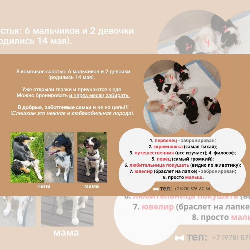 Щенки в Керчи