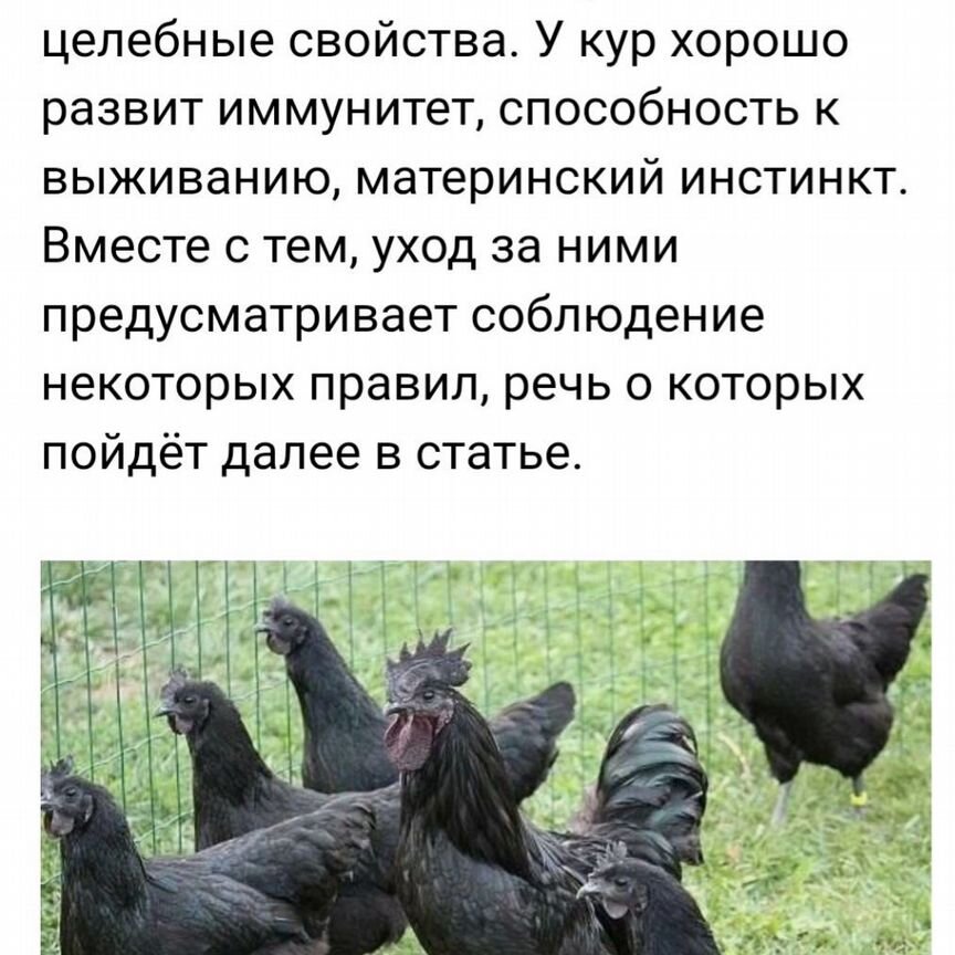 Мои питомцы