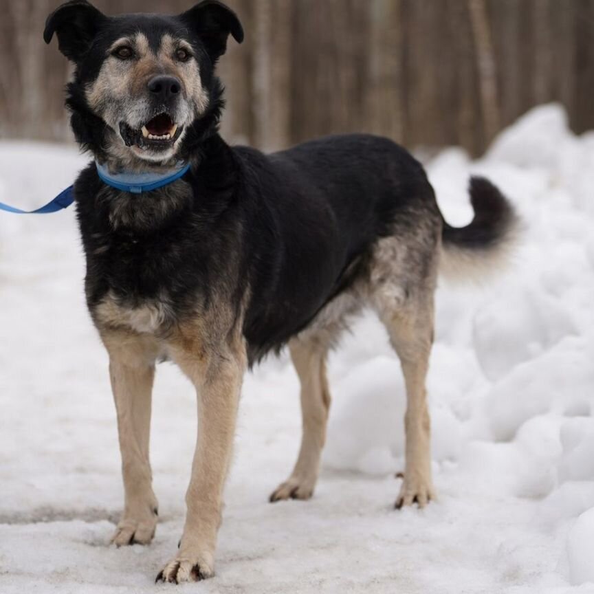 Взрослый пёс в добрые руки