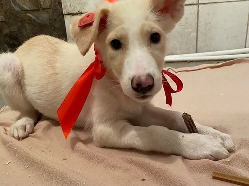 Щеночек Лука в хорошие руки бесплатно