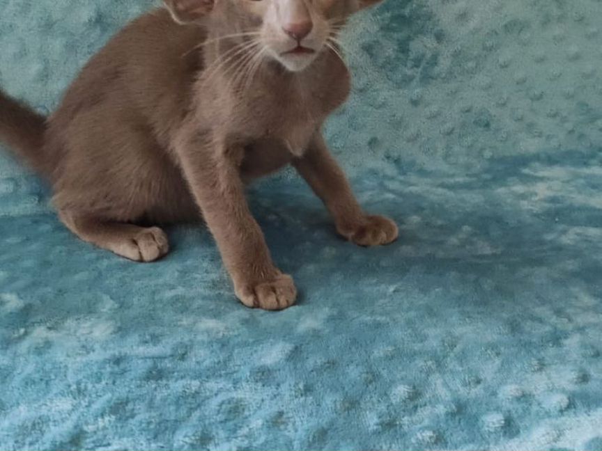 Ориентальные котята экстремальный тип