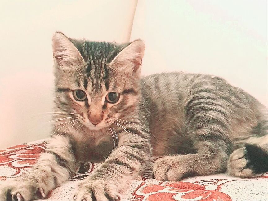 Котята в добрые руки бесплатно