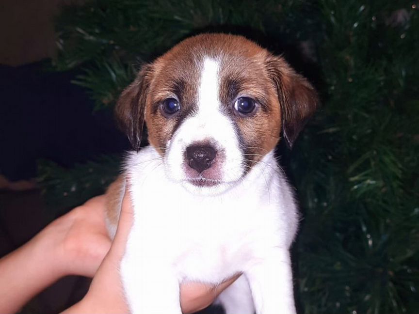 Продам щенков Джек Рассел терьер