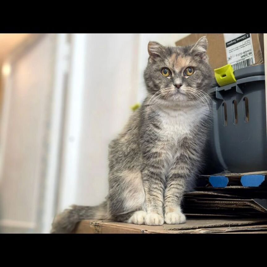 Кошечка Соня