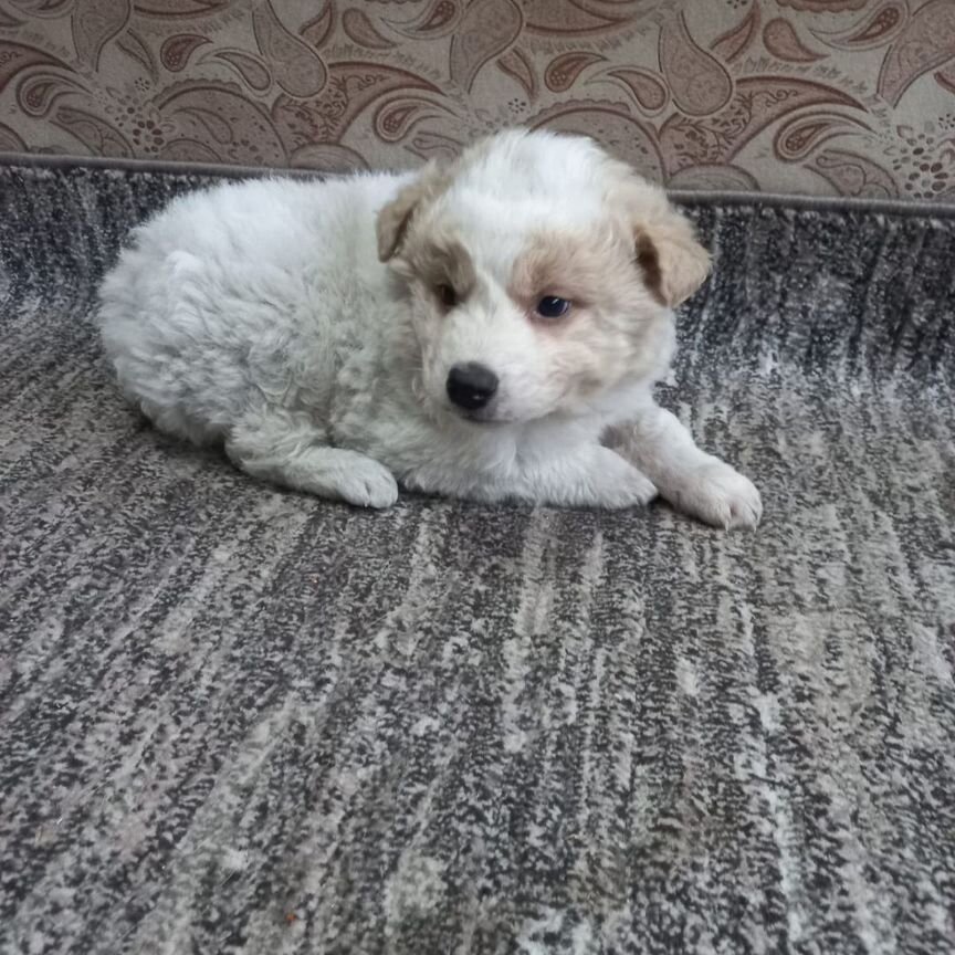 Мальчик 2,5 месяца