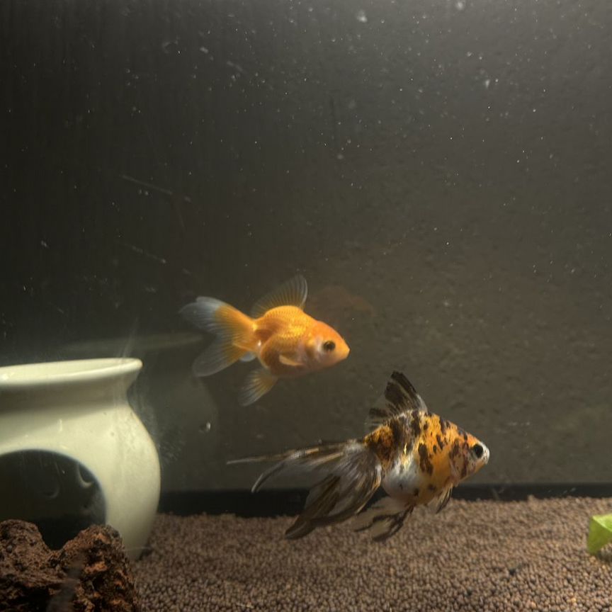 Золотая рыбка