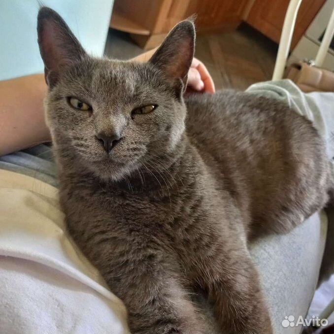 Котята в добрые руки от британской кошечки