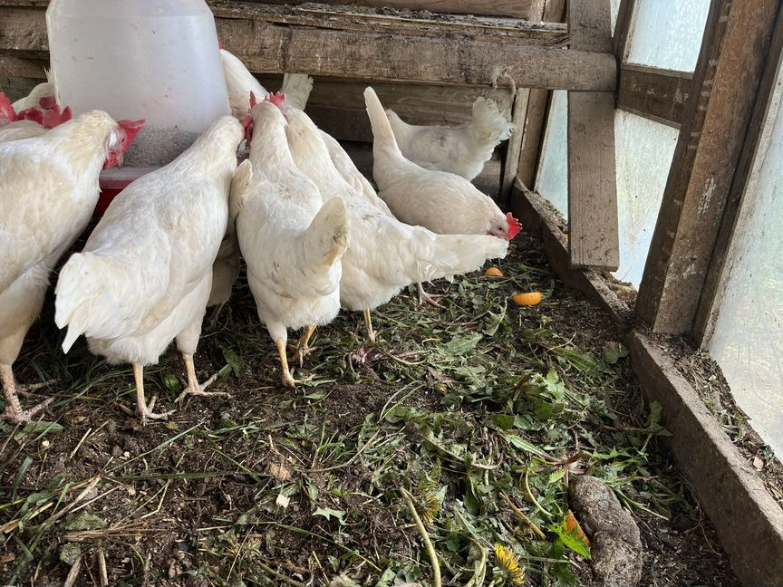 Куры леггорн