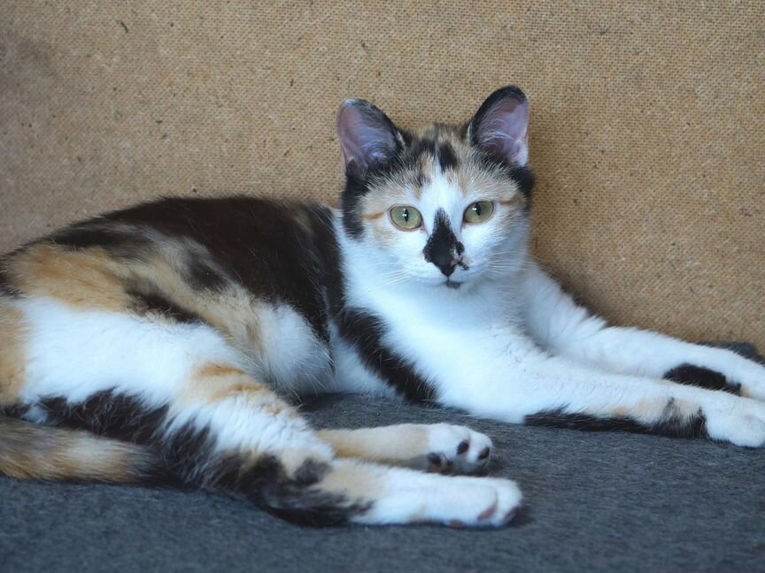 Эксклюзивная трёхцветочка