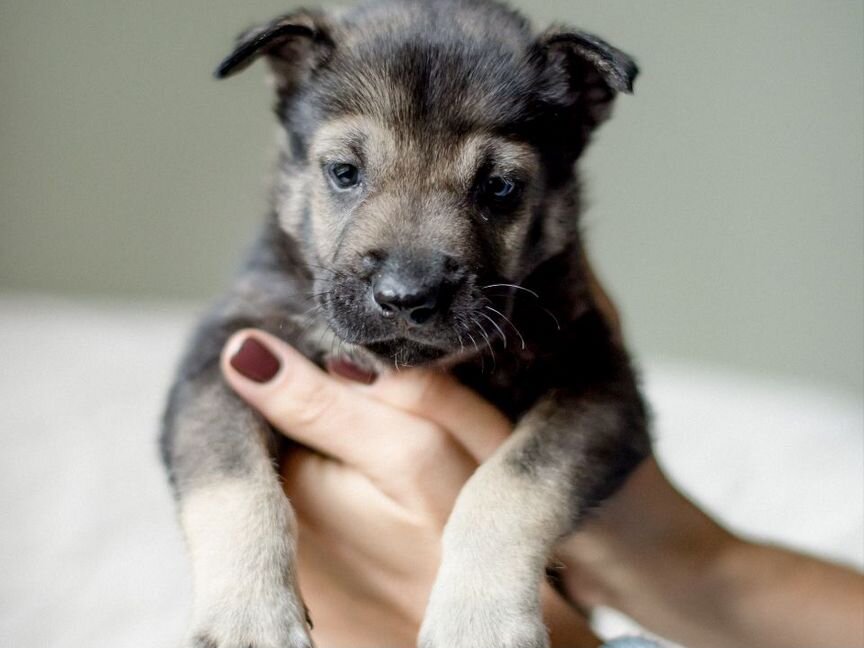 Малыш Боцман, щенок в добрые руки (1.5 мес)