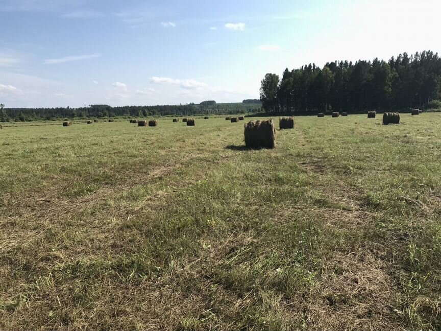 Пшеница овёс сено солома от кфх