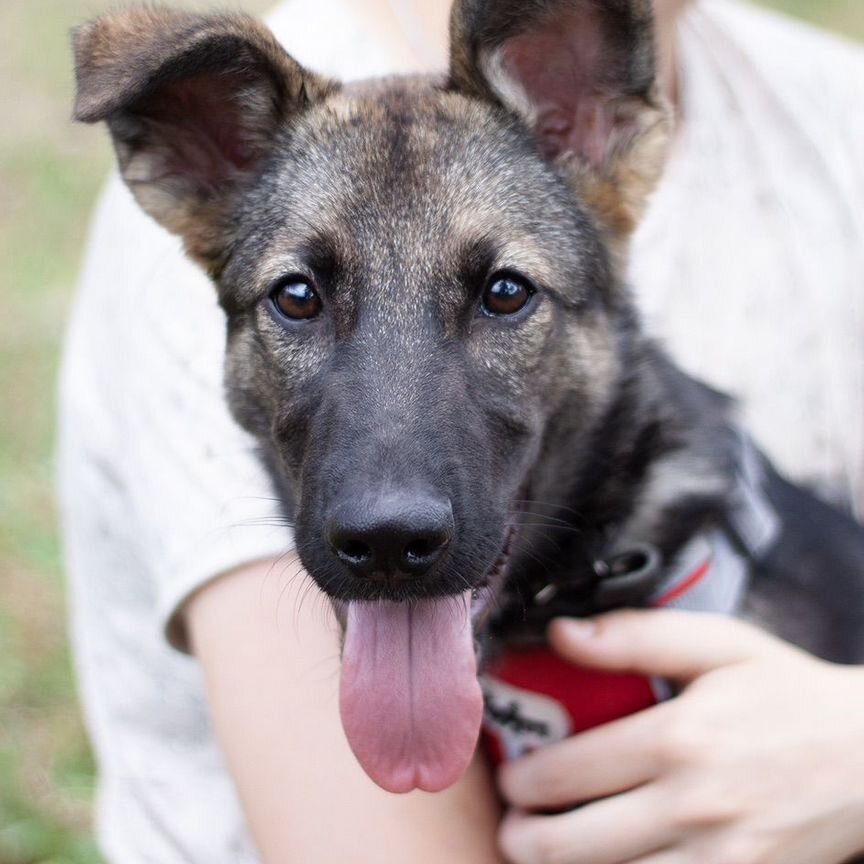 Щенок Джерри в добрые руки
