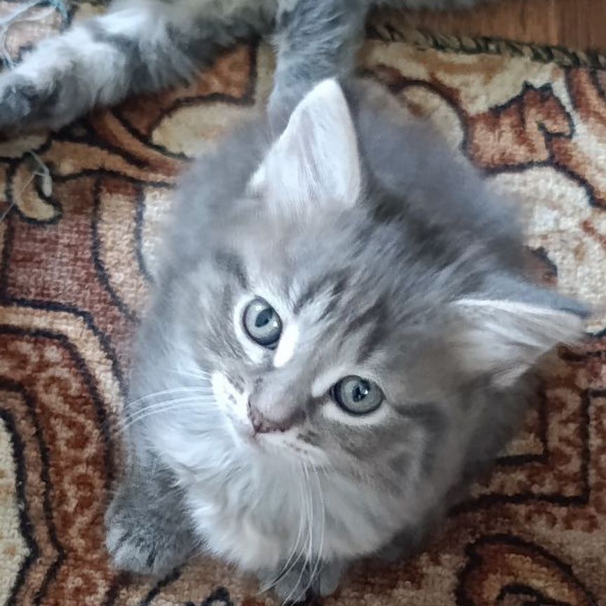 Мейн-кун котёнок