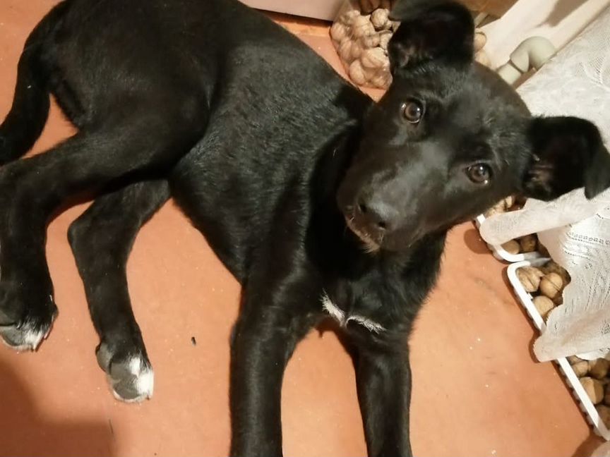 Красавица Чернушка настоящая находка для хозяина