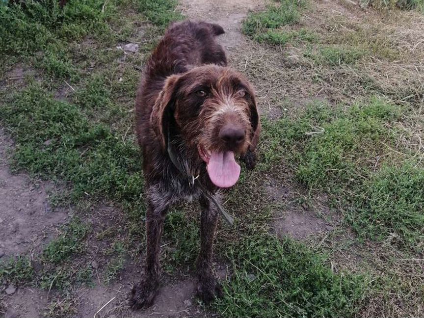 Дратхаар вязка