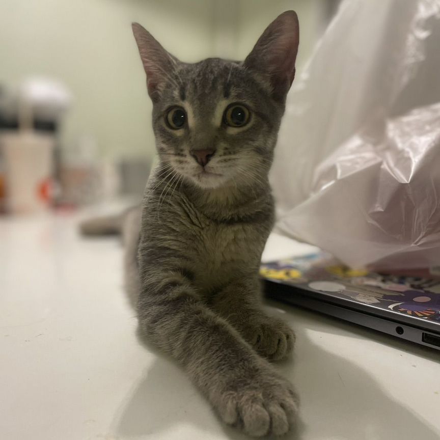 Котенок Ганза
