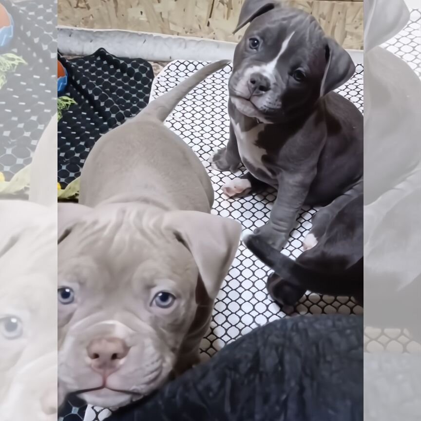 Американский булли, щенок