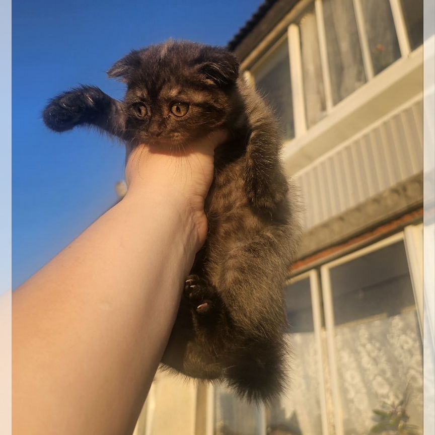Кошка шотландка вислоухая
