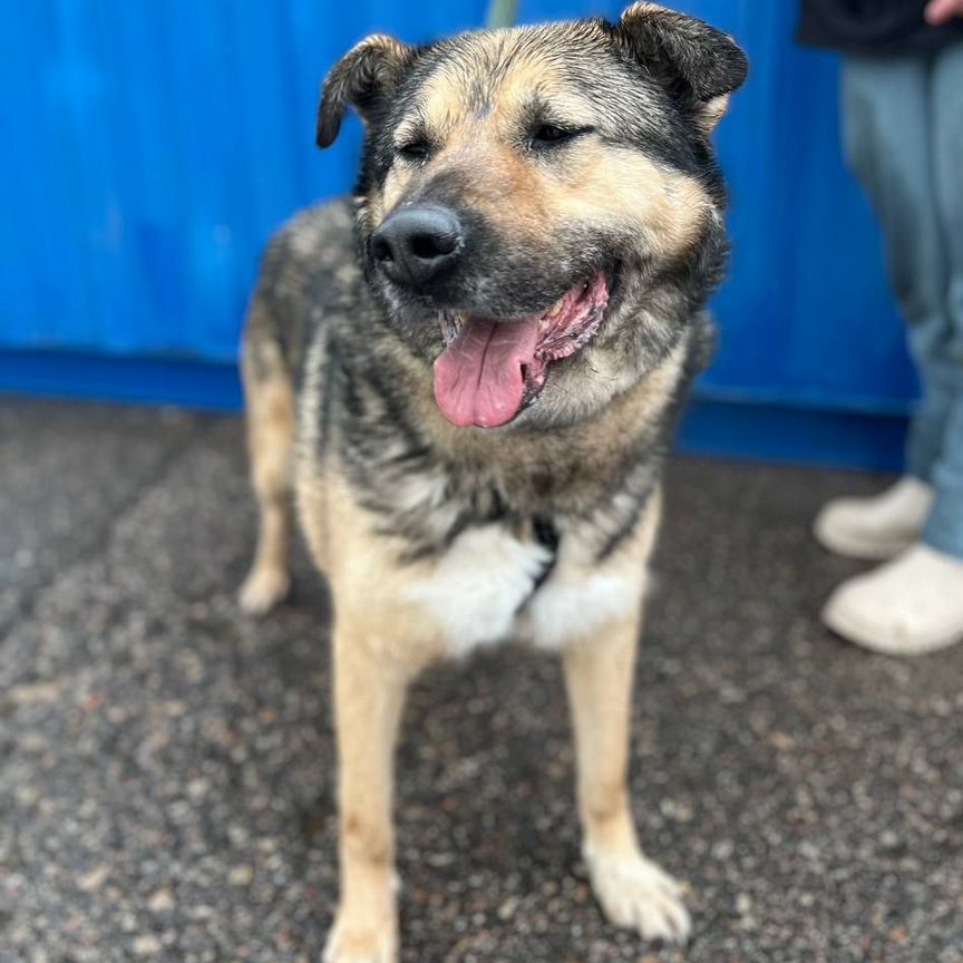 Взрослый пёс в добрые руки